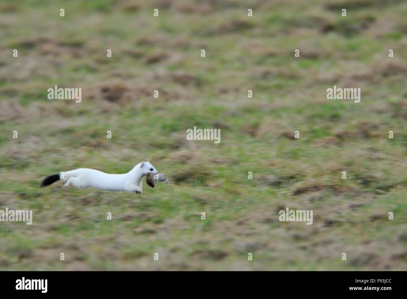 Eurasian ermine High Resolution Stock Photography and Images - Alamy