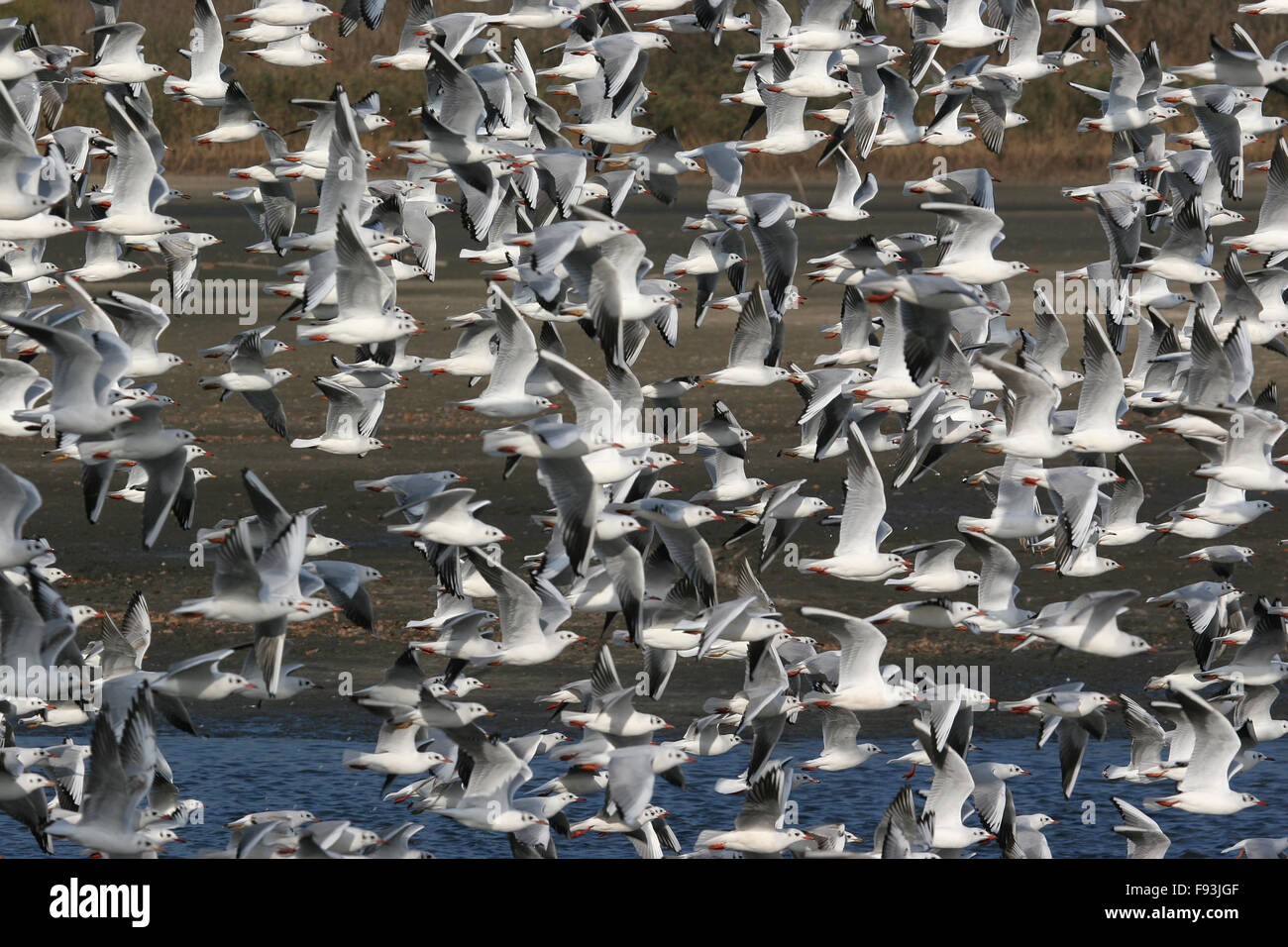 A large flock of Black-headed gulls passing over a fishing pond Stock ...