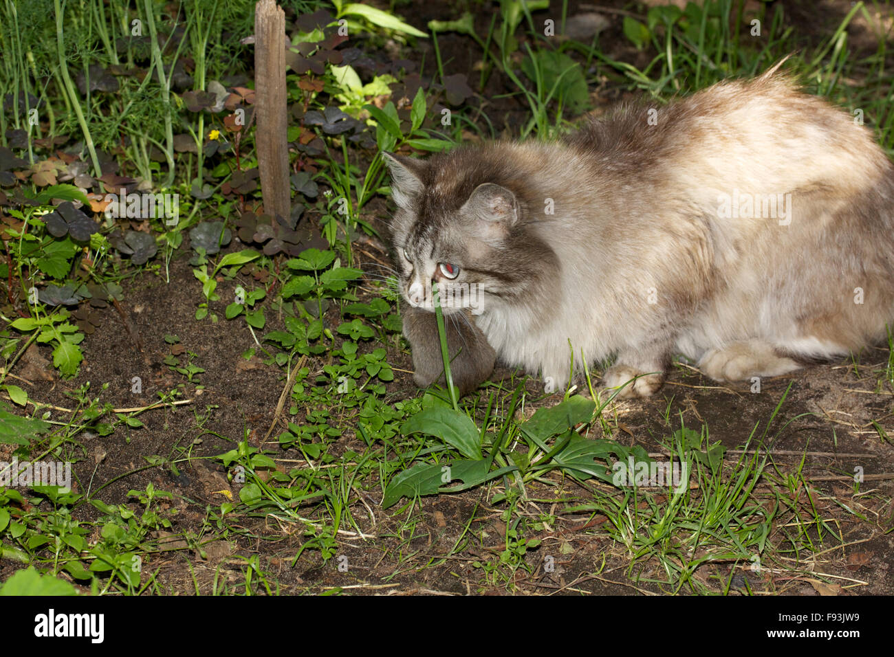 Cat hunts on a mouse Stock Photo - Alamy