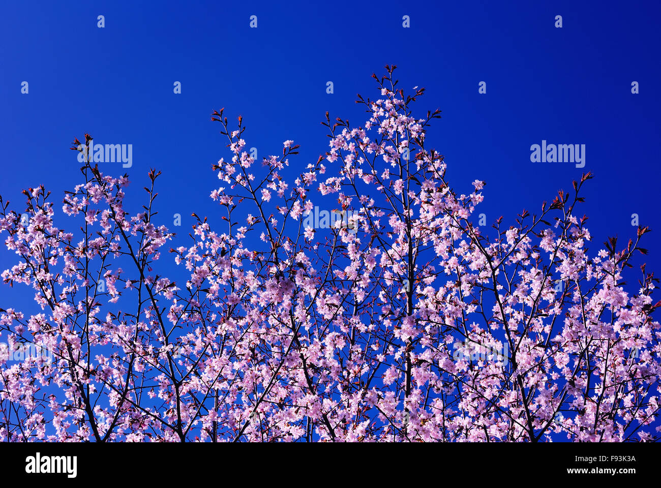 Sakura blue sky hi-res stock photography and images - Alamy