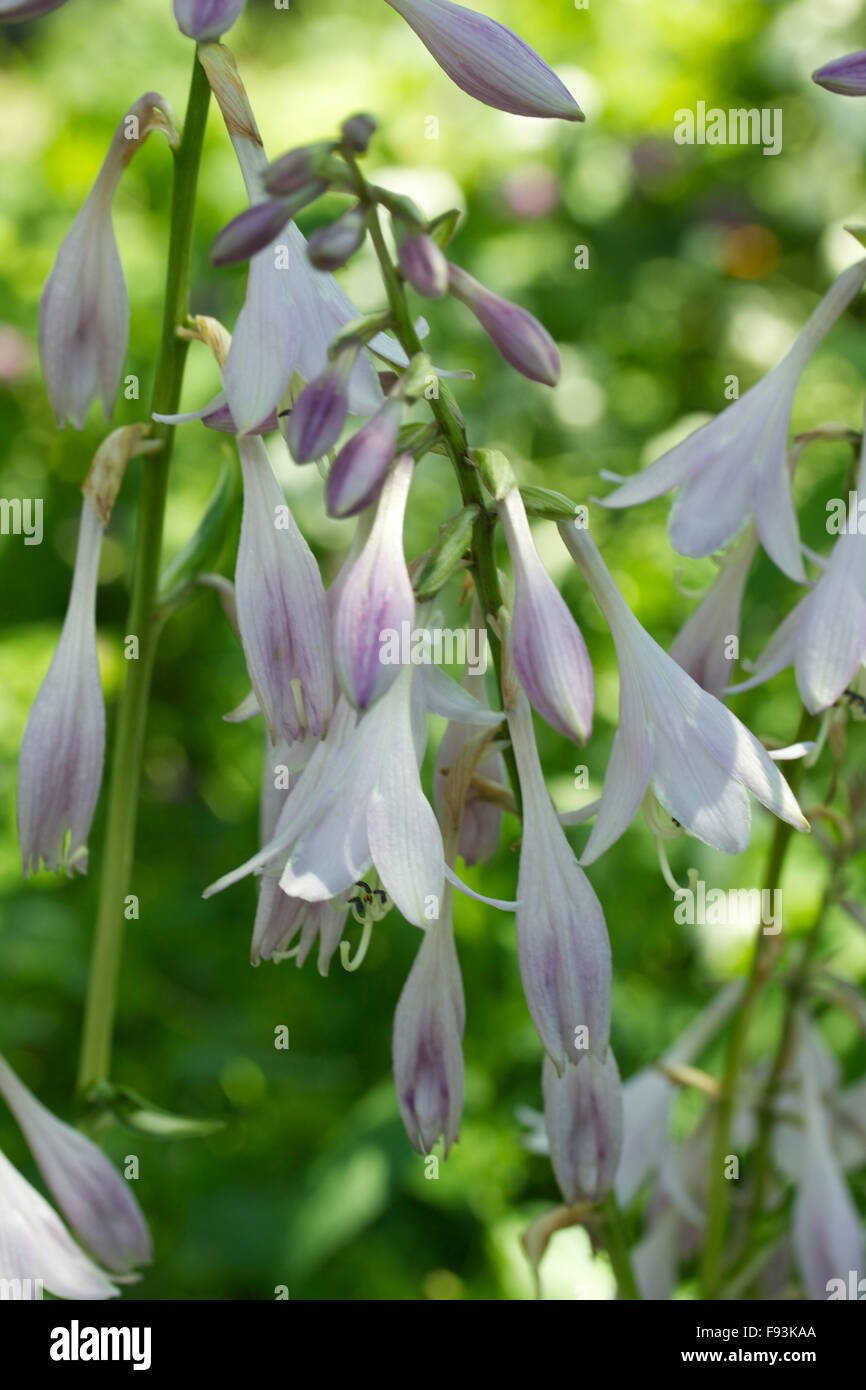 Harebell wildflowers - Campanula rotundifolia - Bellflower family ...