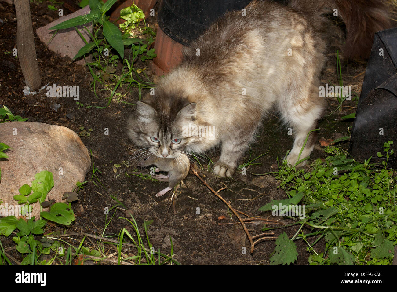 Cat hunts on a mouse Stock Photo - Alamy