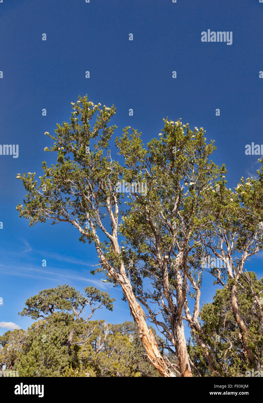 flowering tree at Grand Canyon.Gran Canyon National Park in Arizona ...