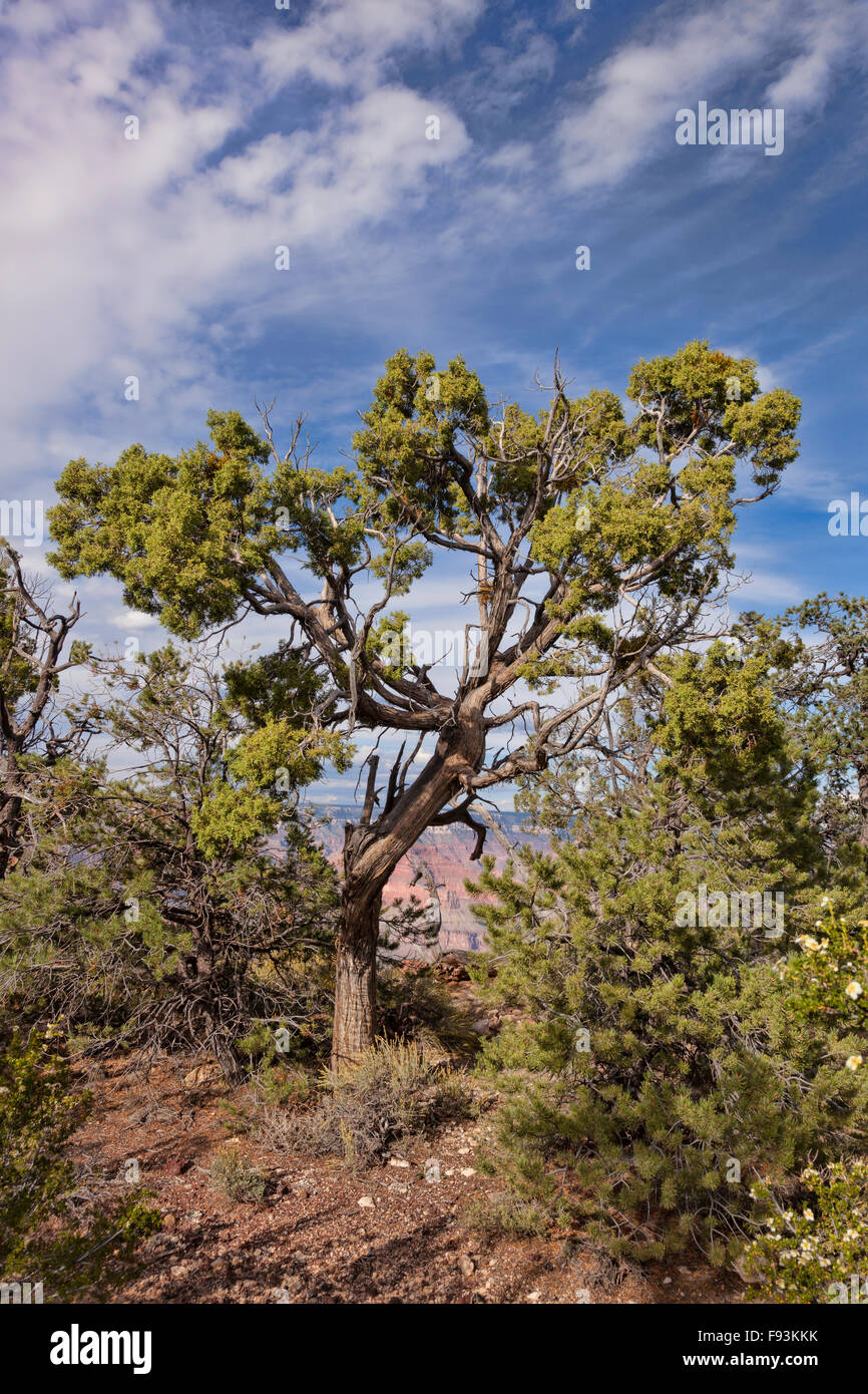 Landscape of Grand Canyon.Grand Canyon National Park in Arizona; USA ...