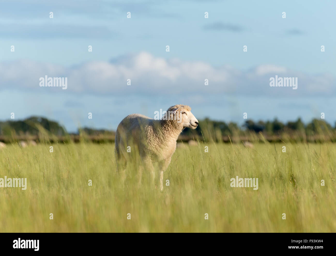 Lone sheep hi-res stock photography and images - Alamy