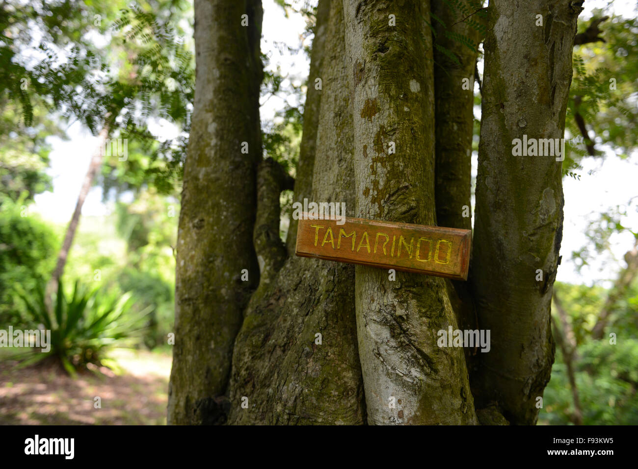 Tamarind (Tamarindus indica) tree at the Tibes Indigenous Ceremonial ...