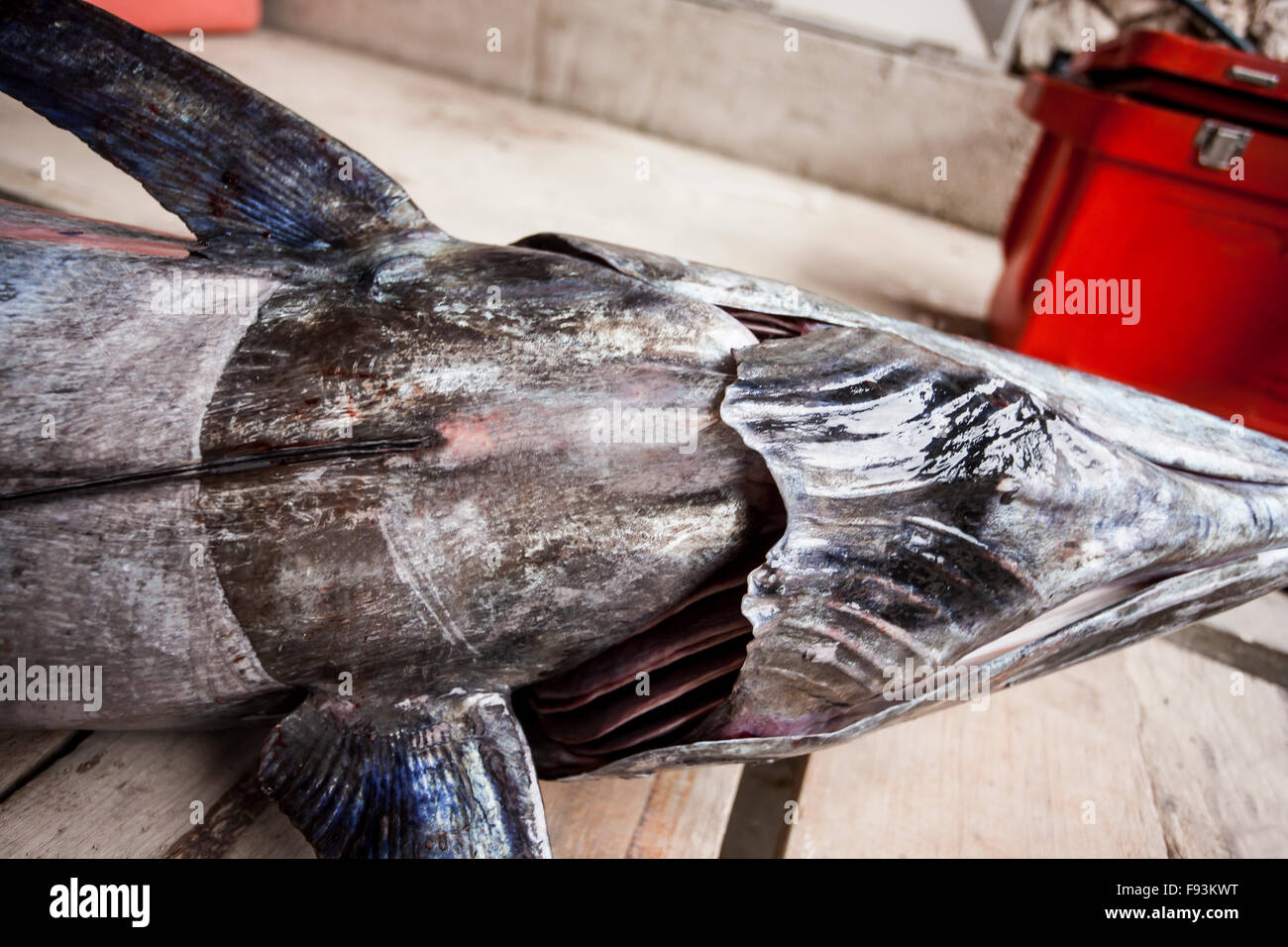 Lower part of a head of a dead fish with some drops of blood placed on ...