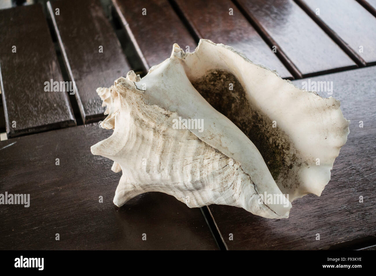 A Conch shell lying on a wooden table in St. Croix, U.S. Virgin Islands ...