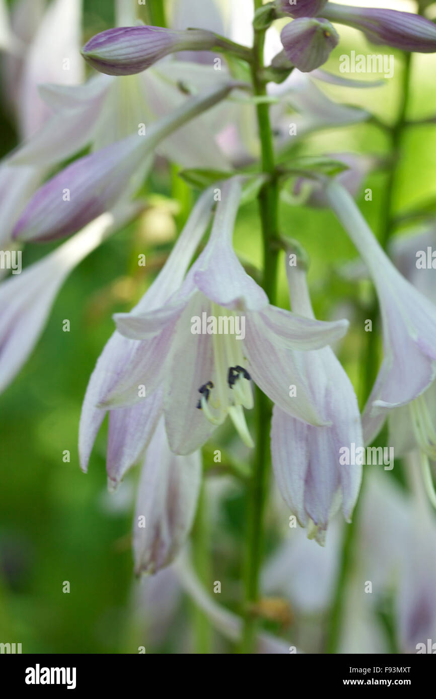 Harebell wildflowers - Campanula rotundifolia - Bellflower family ...