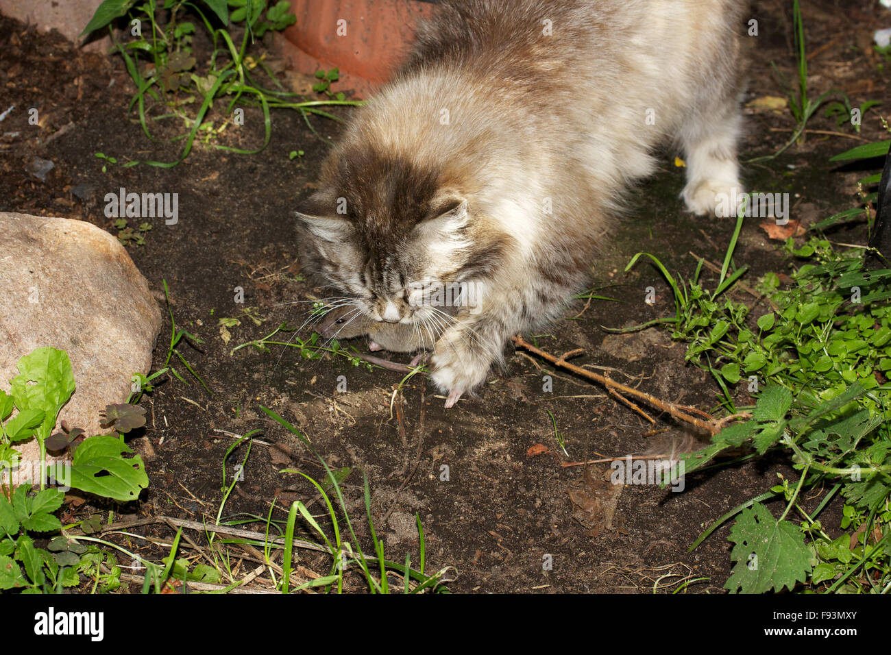 Cat hunts on a mouse Stock Photo - Alamy