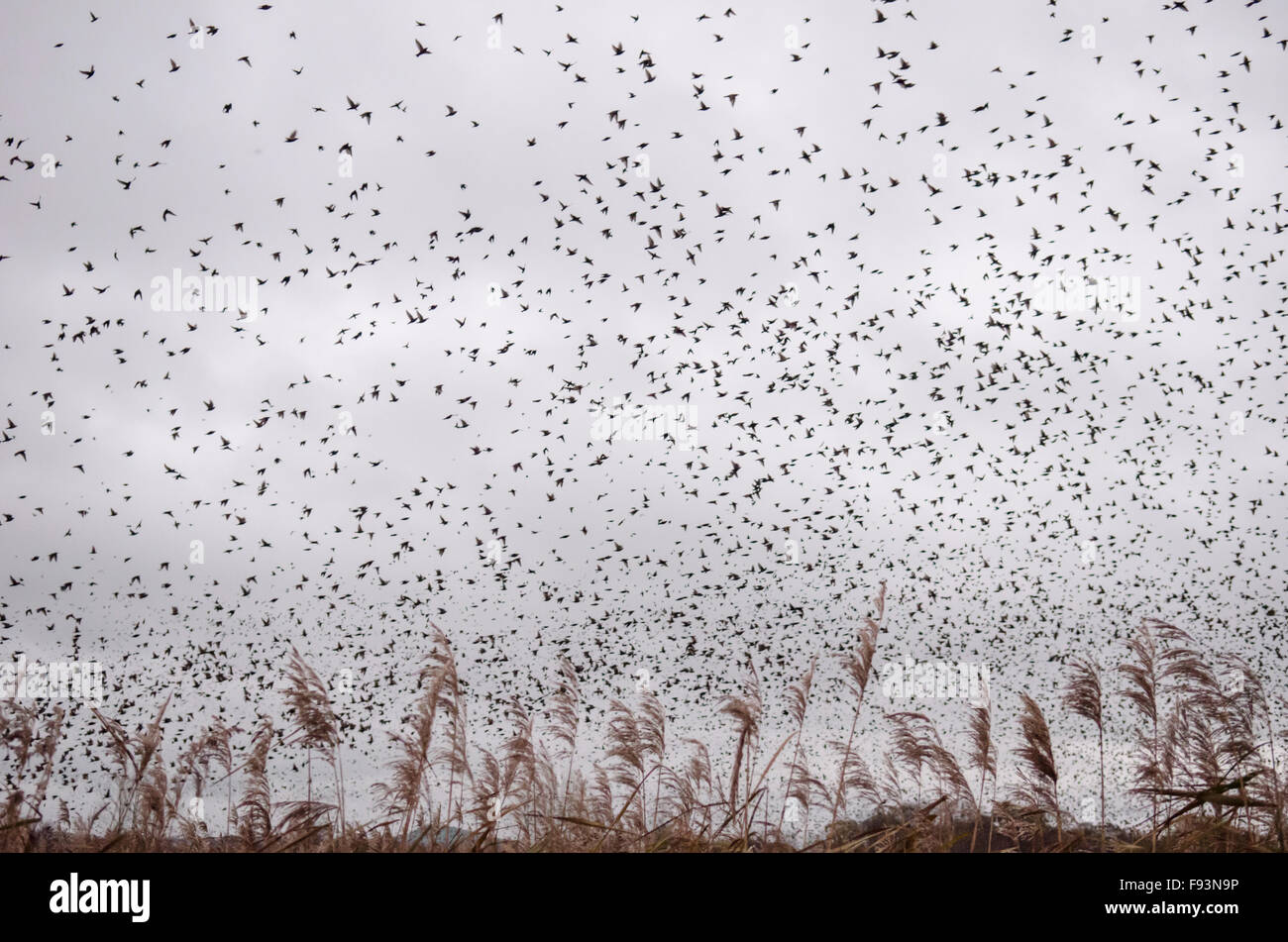 Starling murmuration in the uk hi-res stock photography and images - Alamy