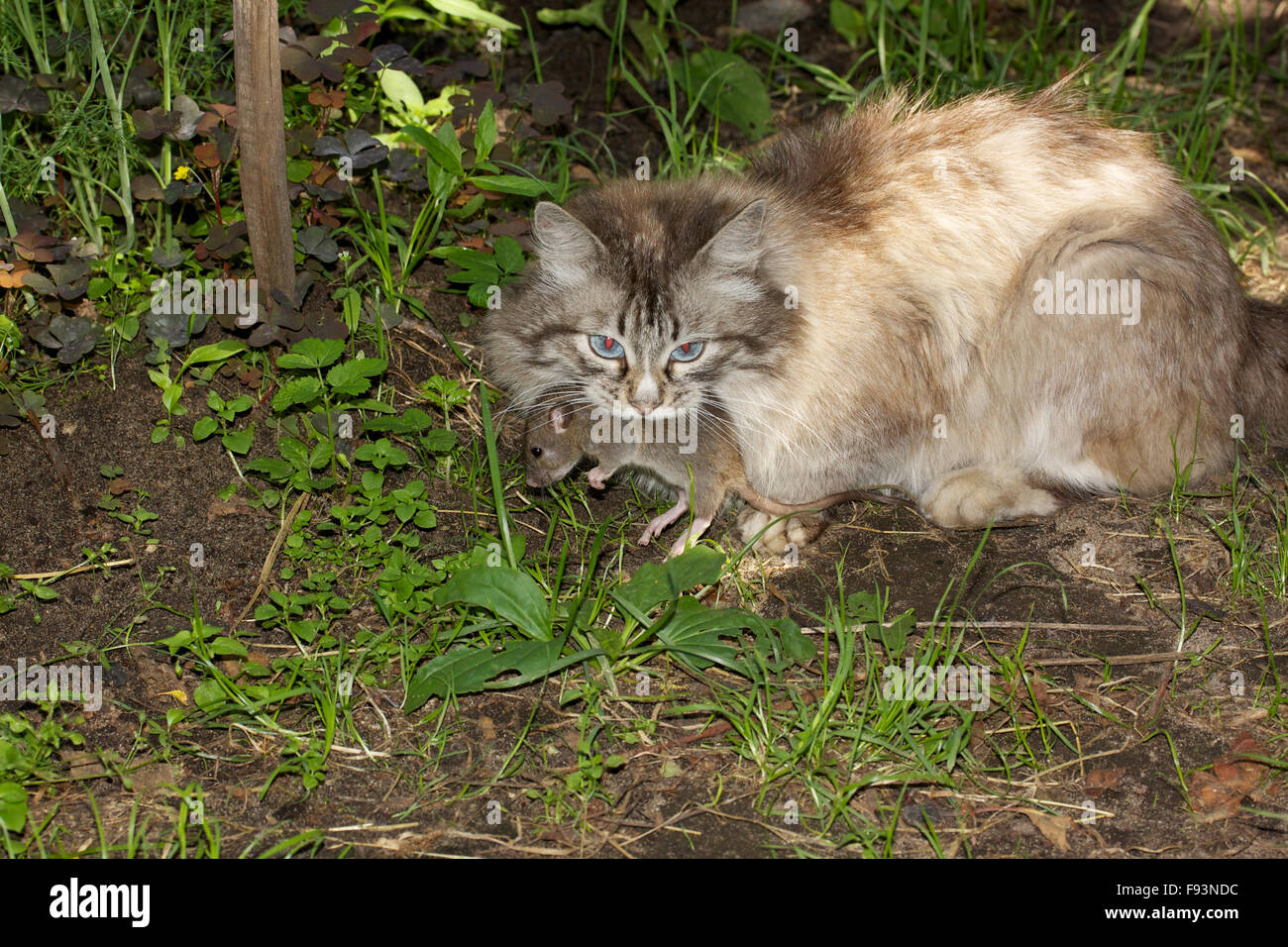 Cat hunts on a mouse Stock Photo - Alamy