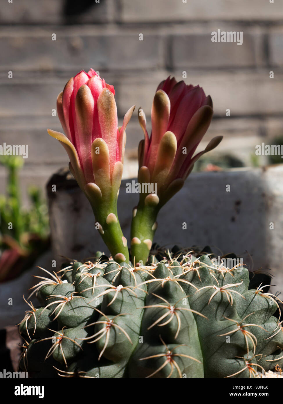 Beijingcapital hi-res stock photography and images - Alamy