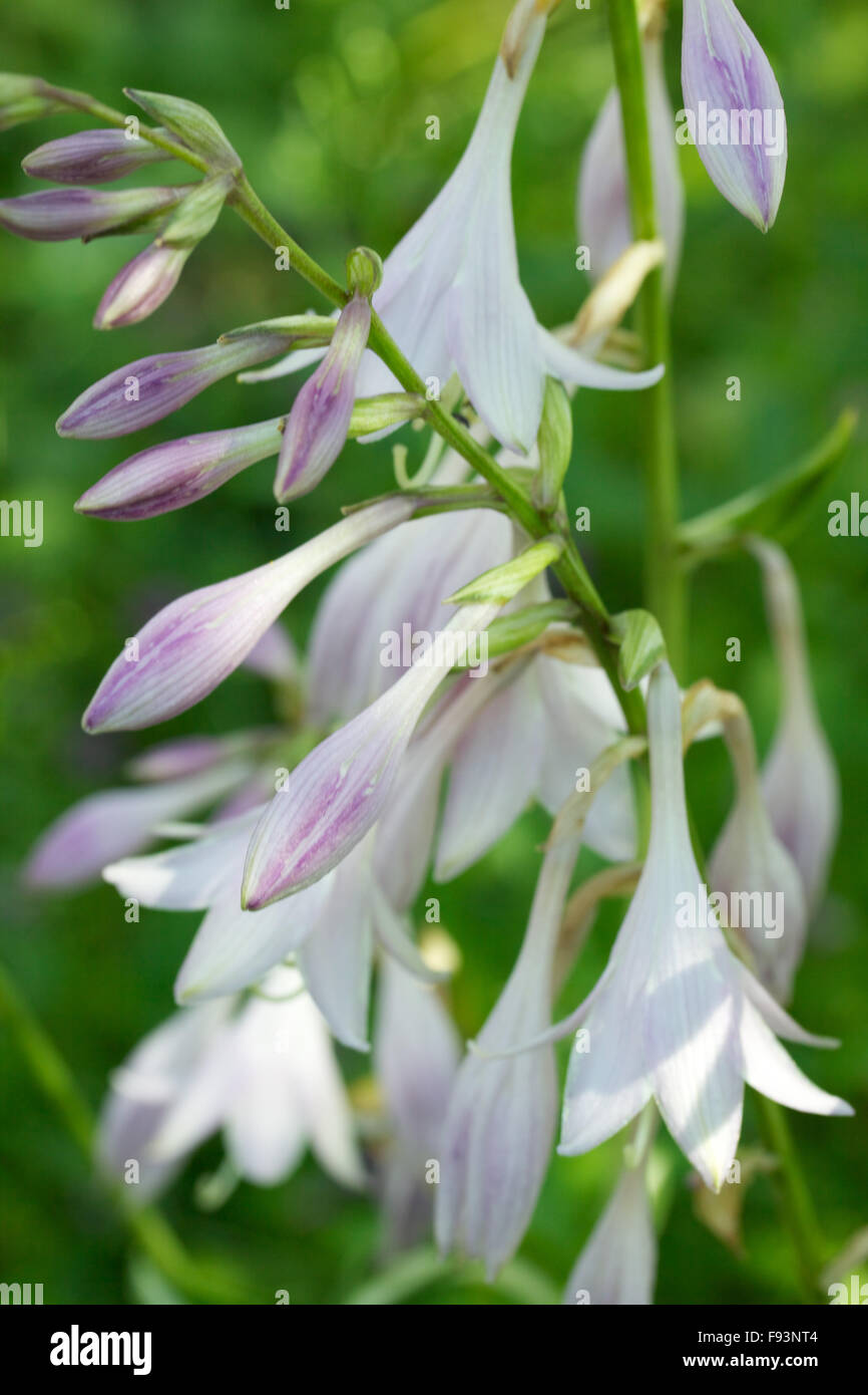 Harebell wildflowers - Campanula rotundifolia - Bellflower family ...