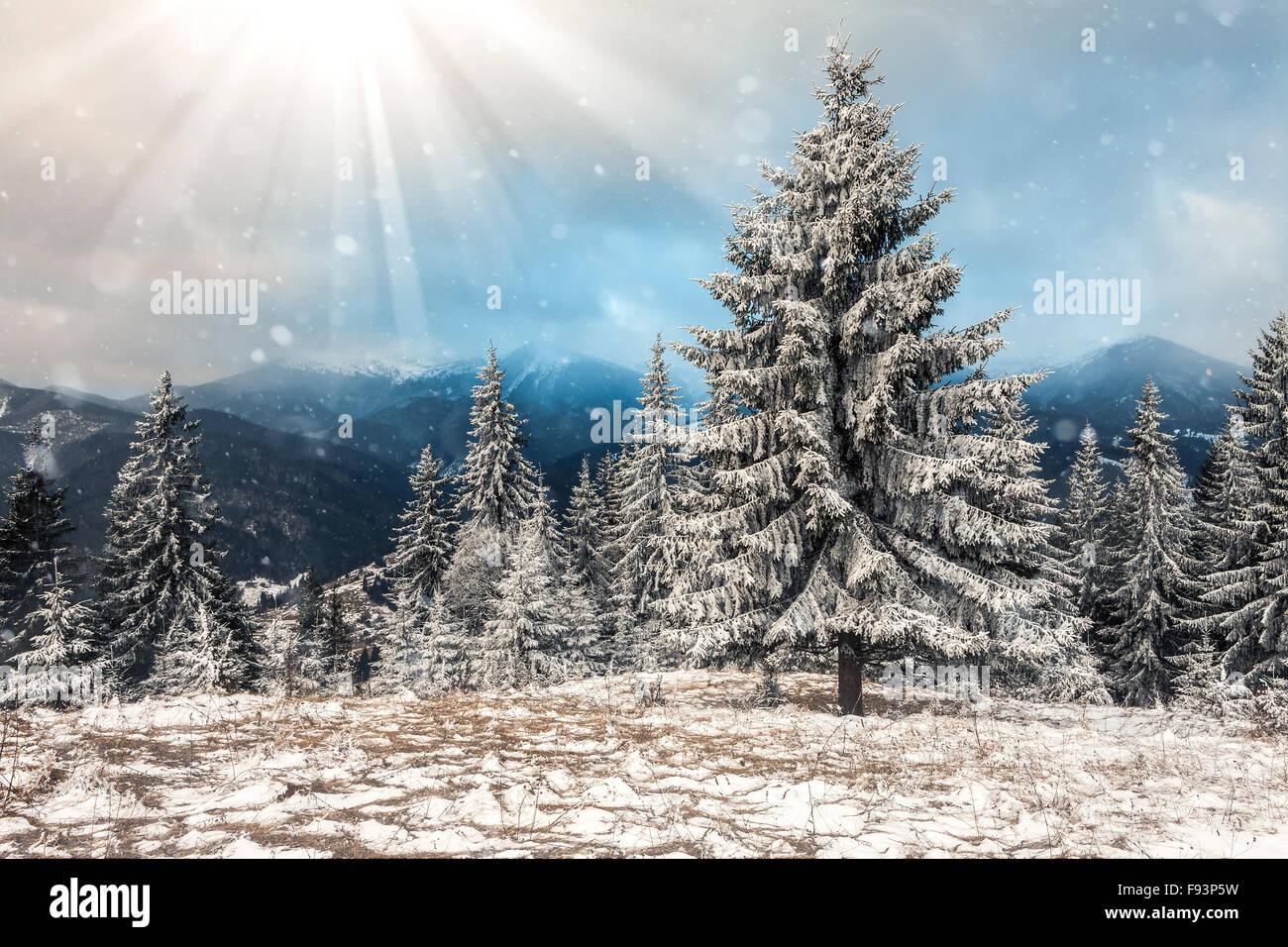 Beautiful winter landscape with snow covered trees Stock Photo - Alamy