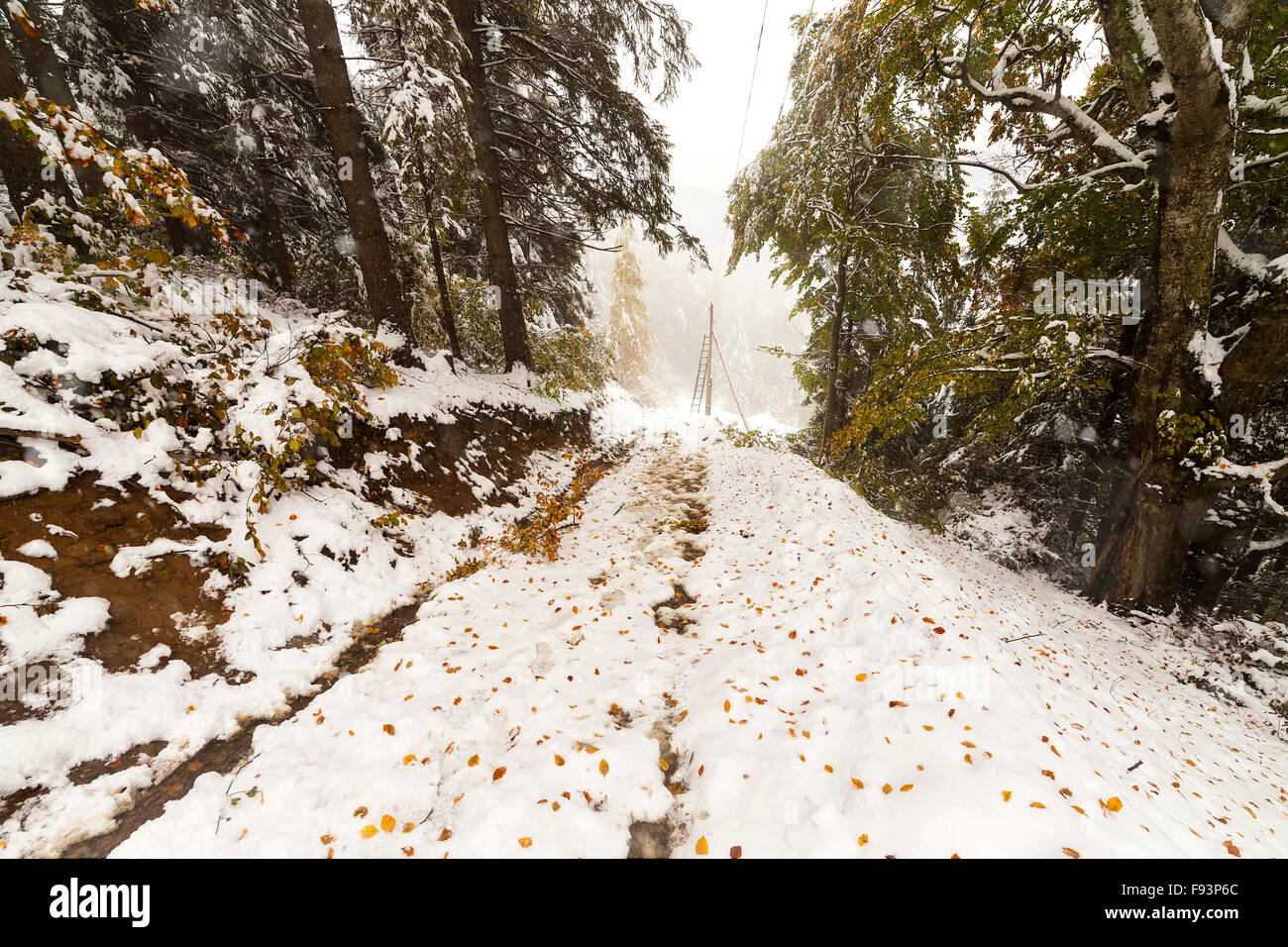 Beautiful winter landscape with snow covered trees Stock Photo - Alamy