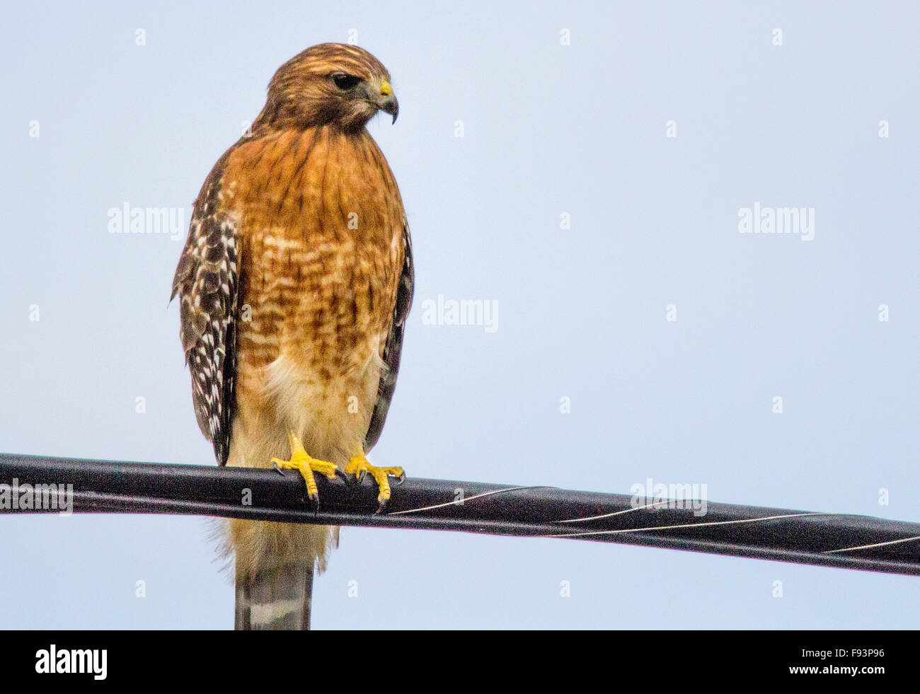 Red tailed hawk perched hi-res stock photography and images - Alamy
