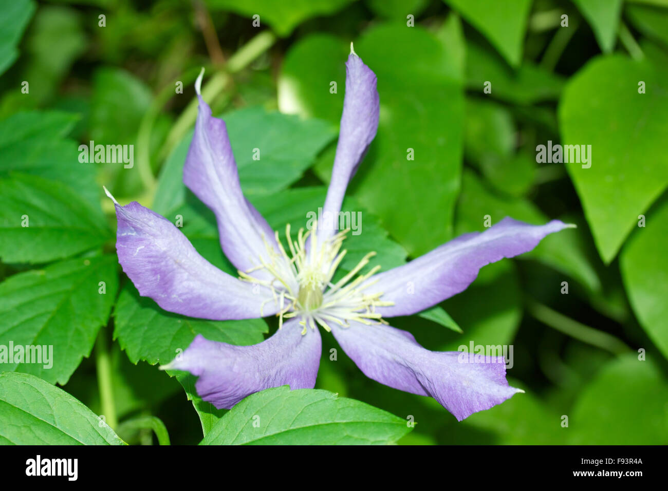 wild violet flower Stock Photo - Alamy