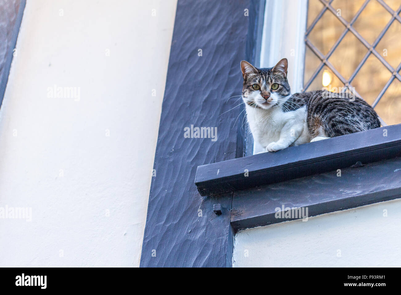 Interesting perch hi-res stock photography and images - Alamy