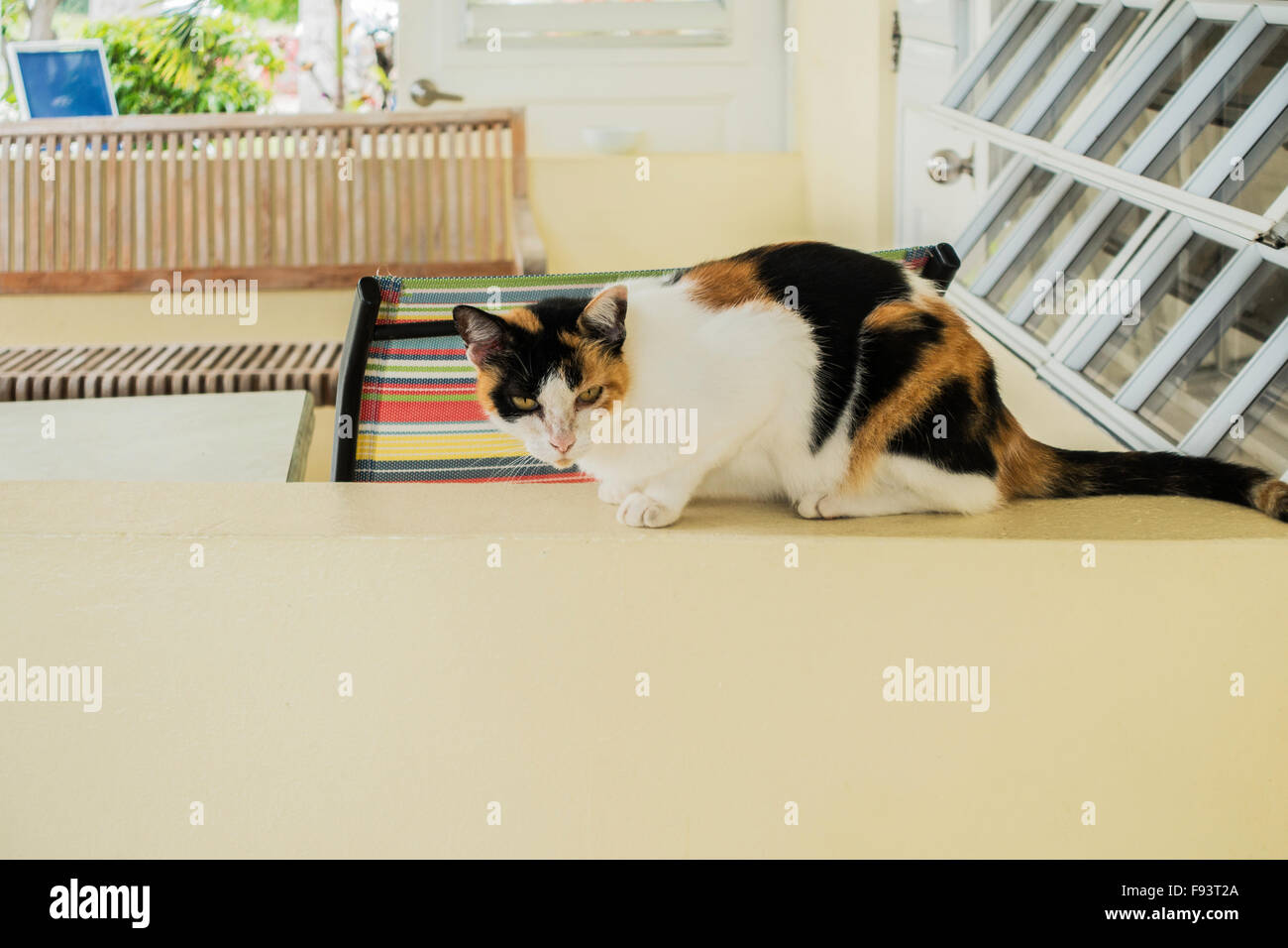 Brindle cat hi-res stock photography and images - Alamy