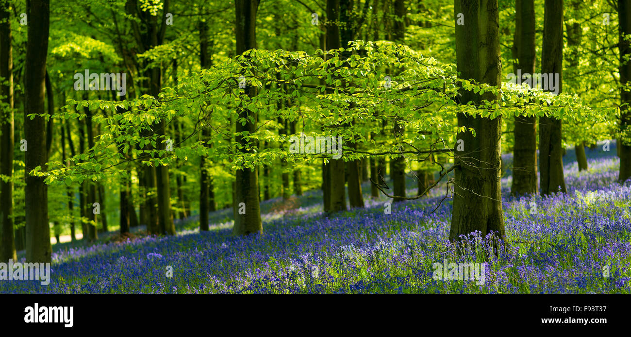 Bluebells at King's Wood, Kent, UK; A beautiful English Spring scene ...