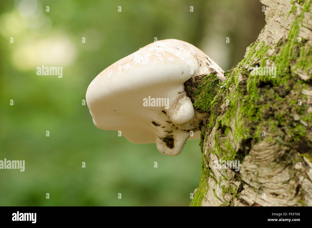 Birch polypore piptoporus betulinus fungus hi-res stock photography and ...