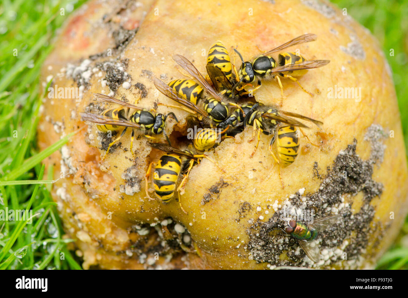 Common wasps eating holes into fallen rotting apple. England UK. August ...