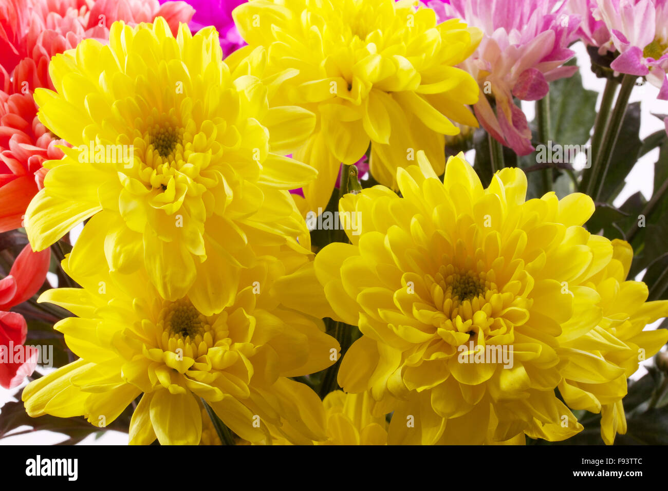 beauty colorful chrysanthemum Stock Photo - Alamy