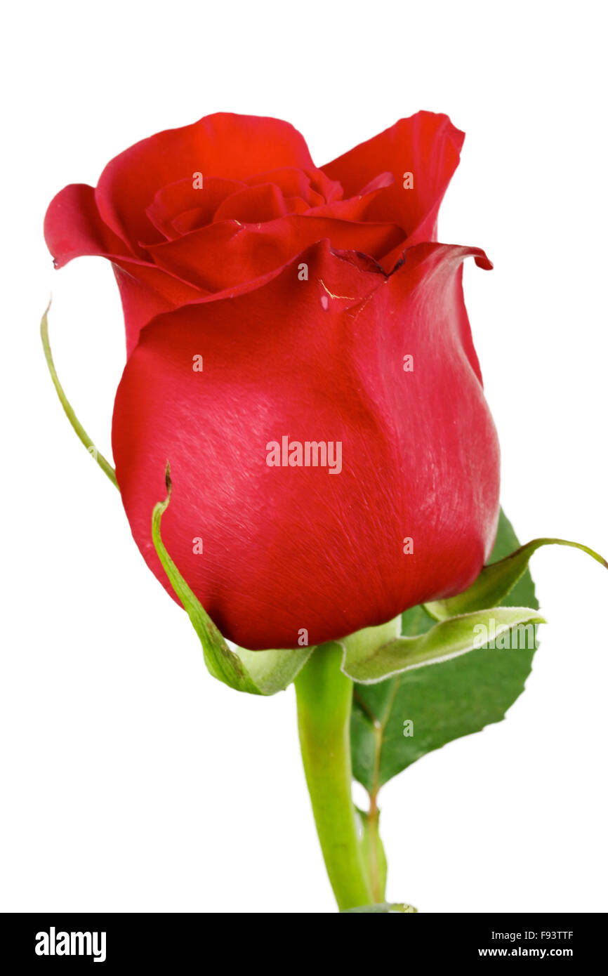 Red rose isolated on white background Stock Photo - Alamy