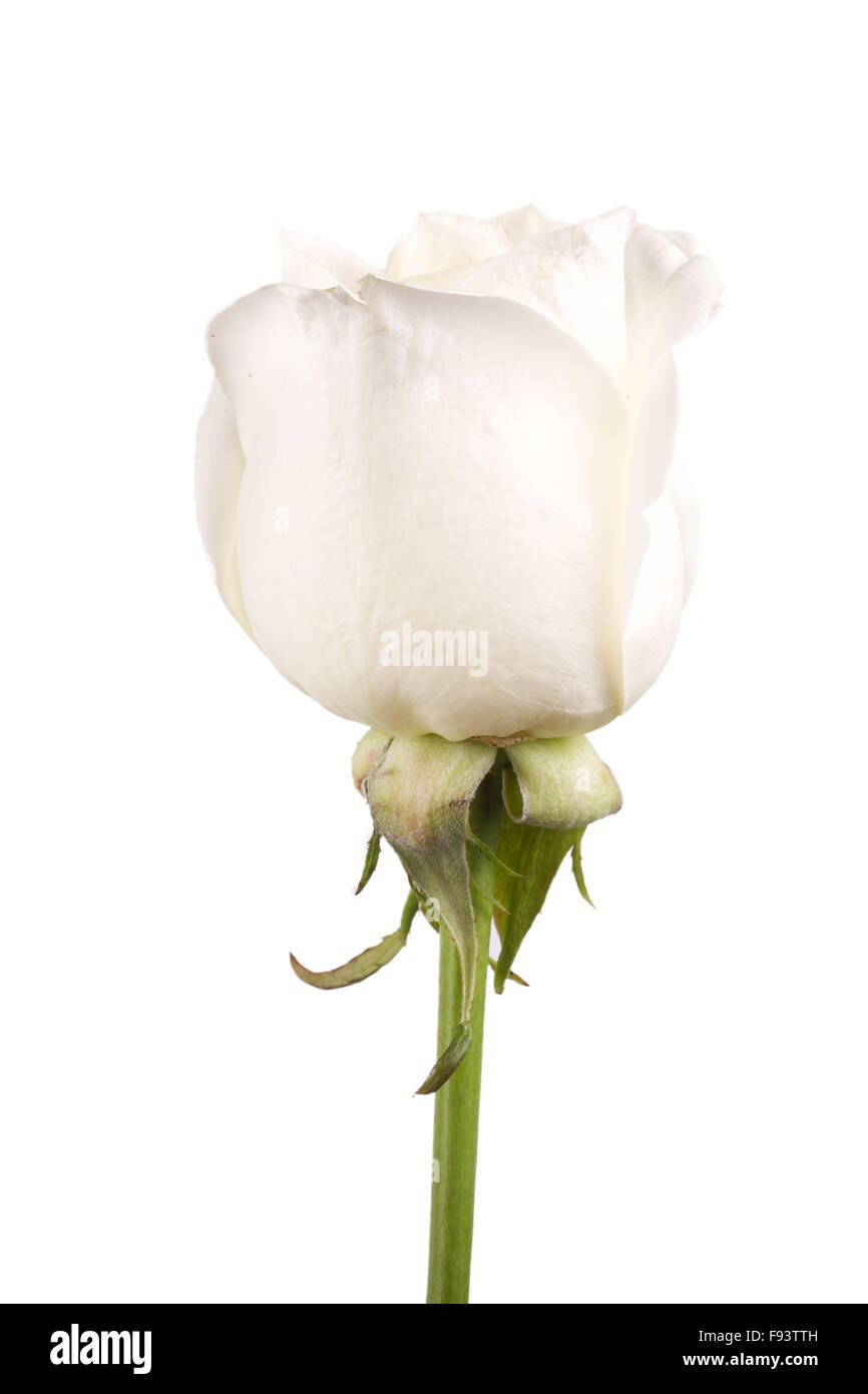 White rose flower close-up isolated on white background Stock Photo - Alamy