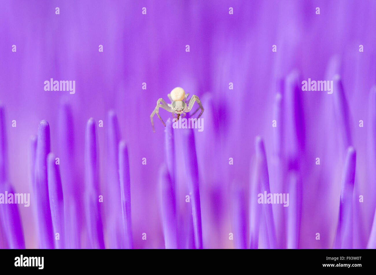 Globe spider hi-res stock photography and images - Alamy