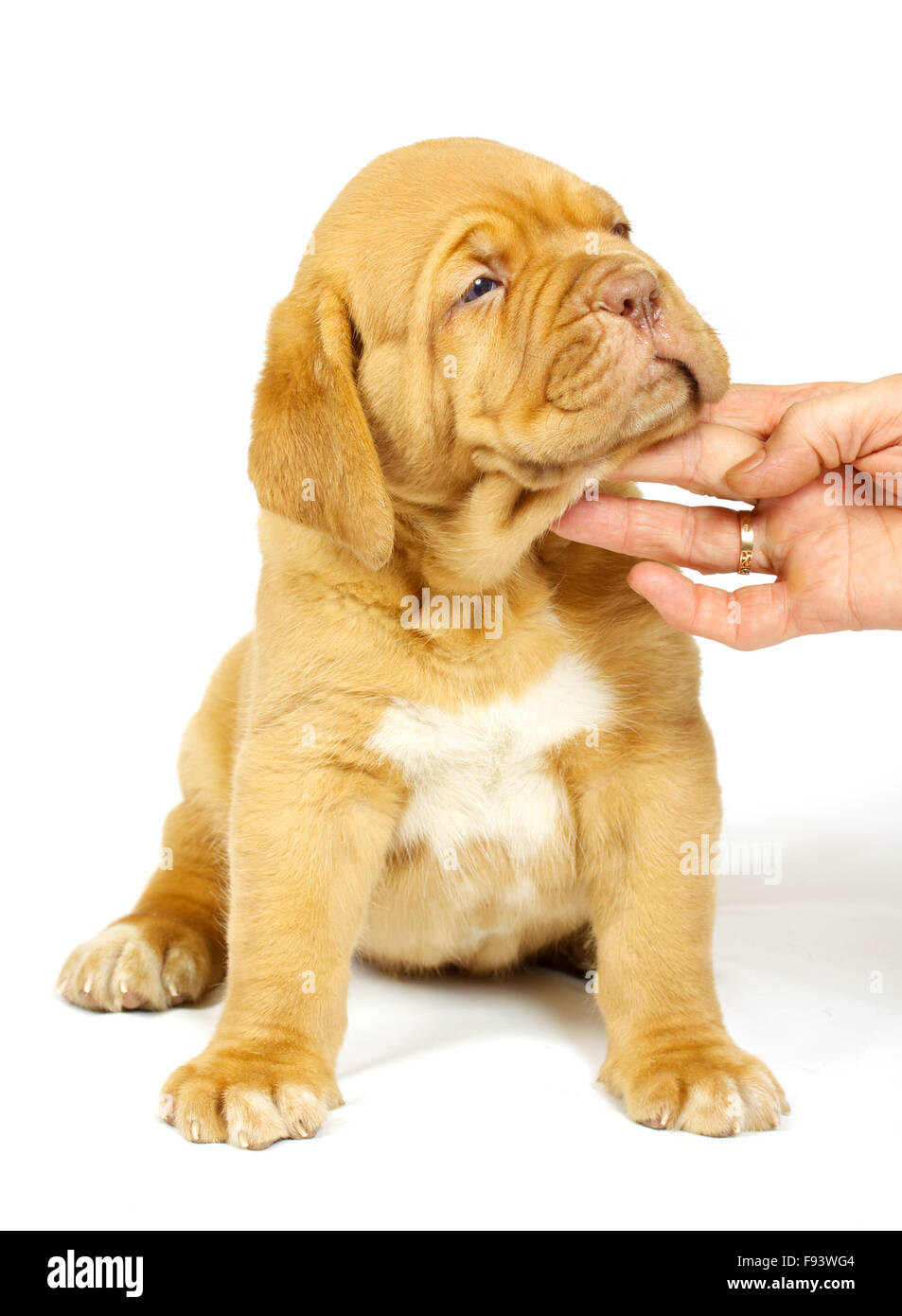 Bordeaux dog puppy on the white background Stock Photo - Alamy