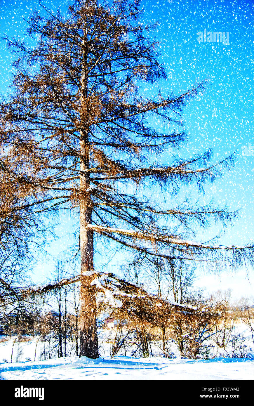 winter landscape with evergreens Stock Photo - Alamy