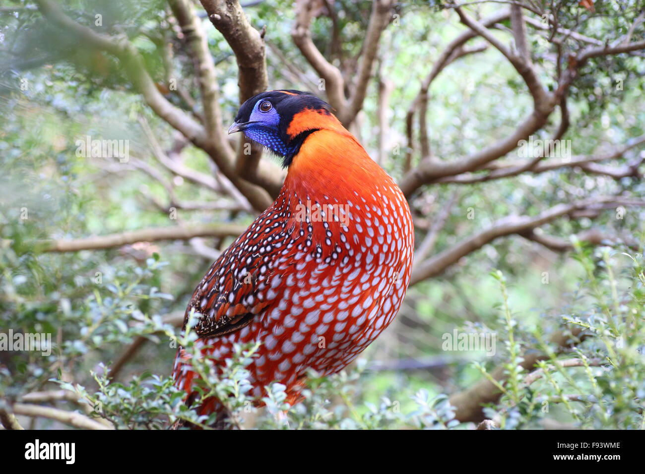 Temminck's Tragopan (Tragopan temminckii Stock Photo - Alamy