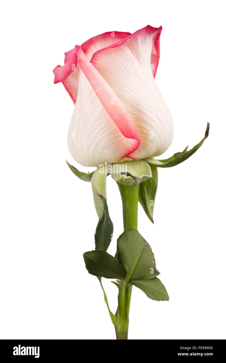 one flower bouquet of pink roses Stock Photo - Alamy