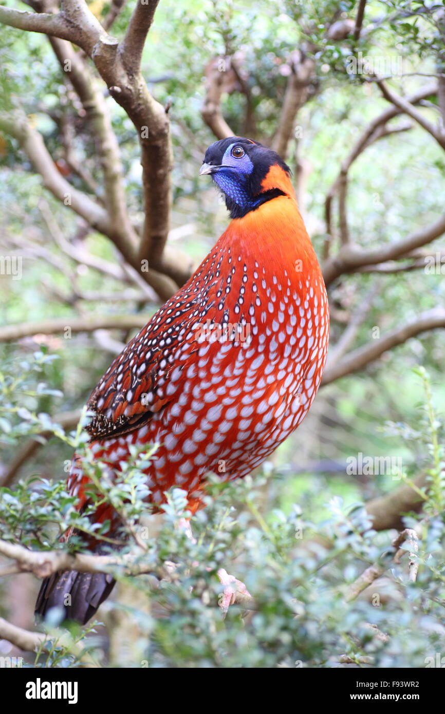 Temminck's tragopan hi-res stock photography and images - Alamy