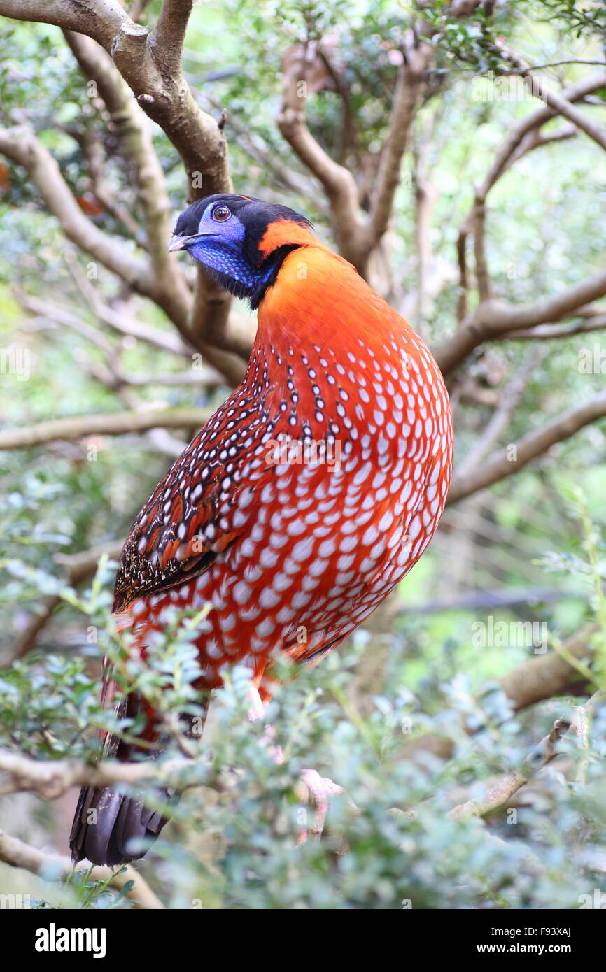 Temminck's tragopan hi-res stock photography and images - Alamy