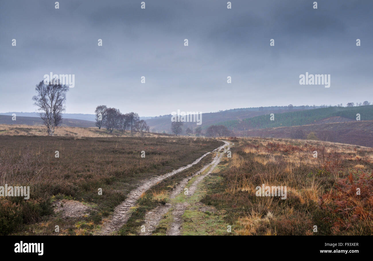 Cannock Chase Landscape, Staffordshire, England Stock Photo - Alamy