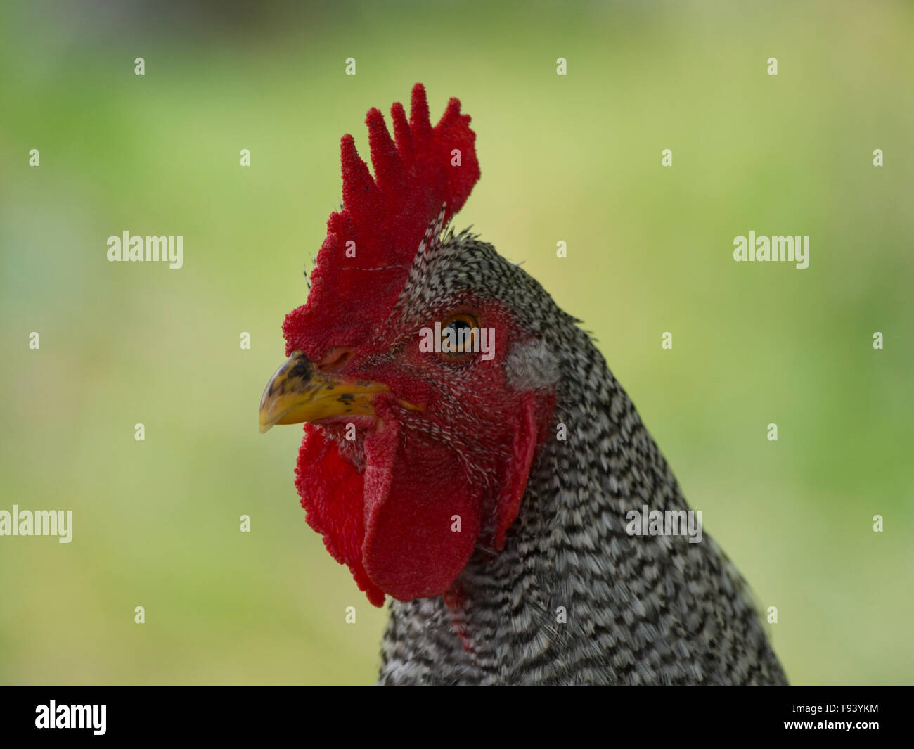 Barred Rock Rooster Stock Photo - Alamy