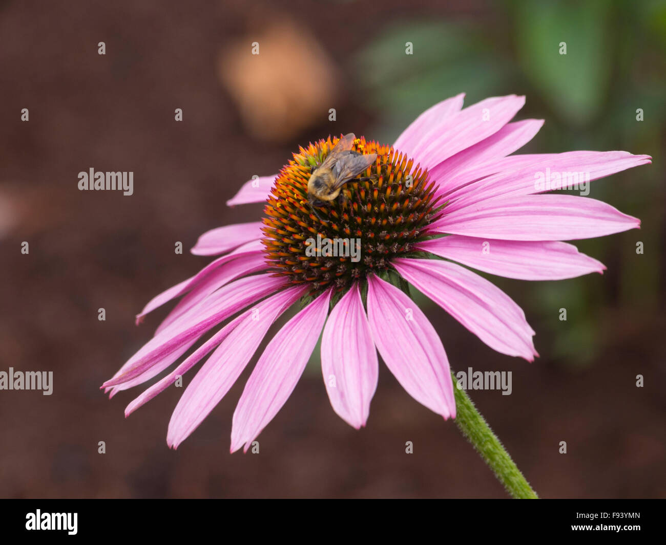 Bee in equinaceae flower Stock Photo - Alamy