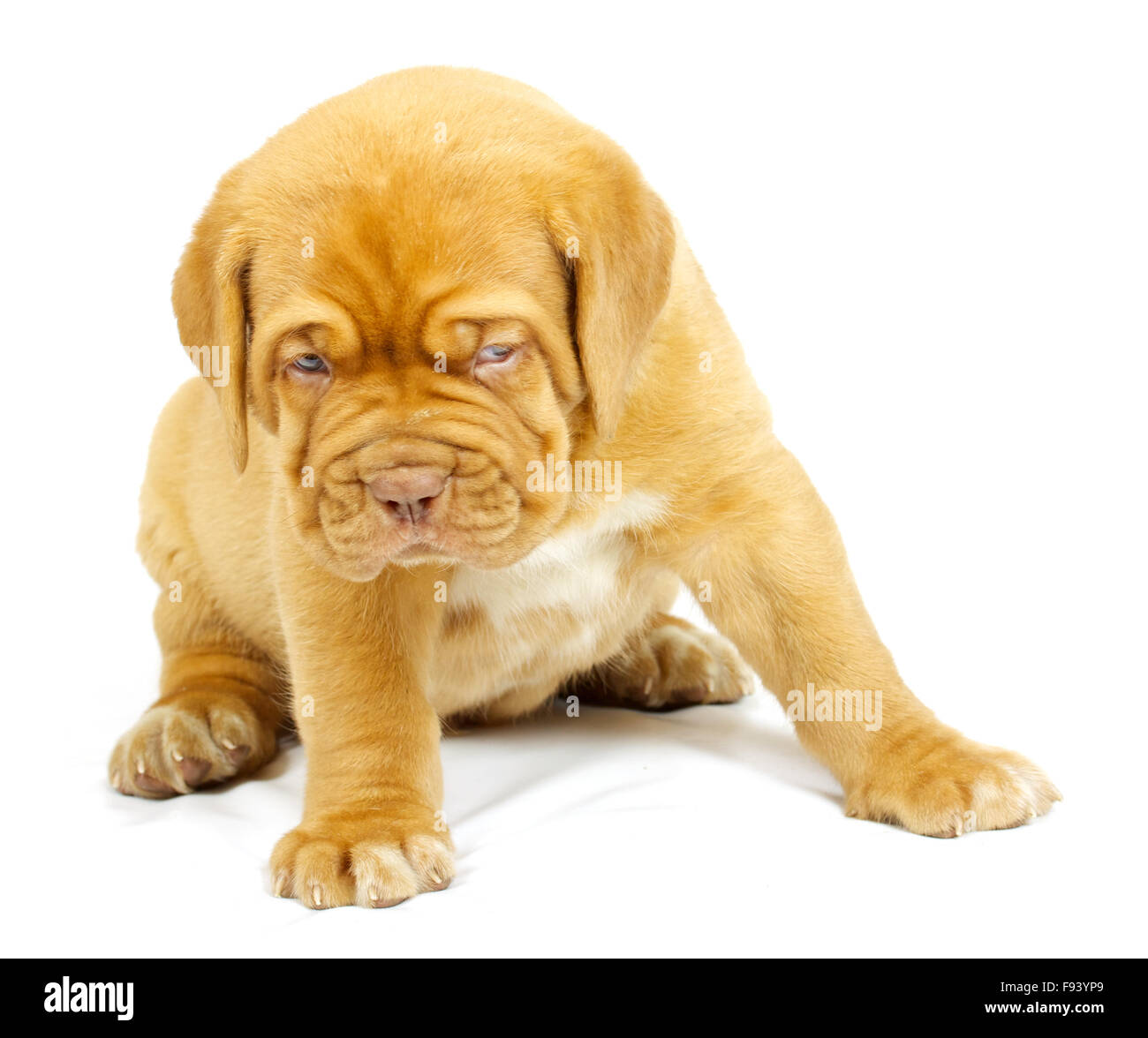 Bordeaux dog puppy on the white background Stock Photo - Alamy