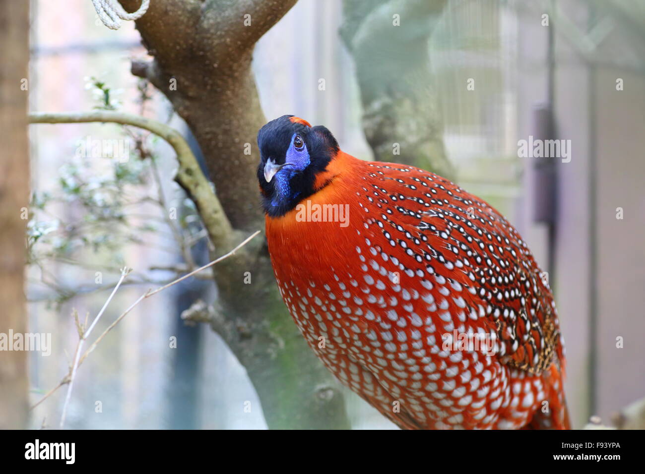 Temminck's Tragopan (Tragopan temminckii Stock Photo - Alamy