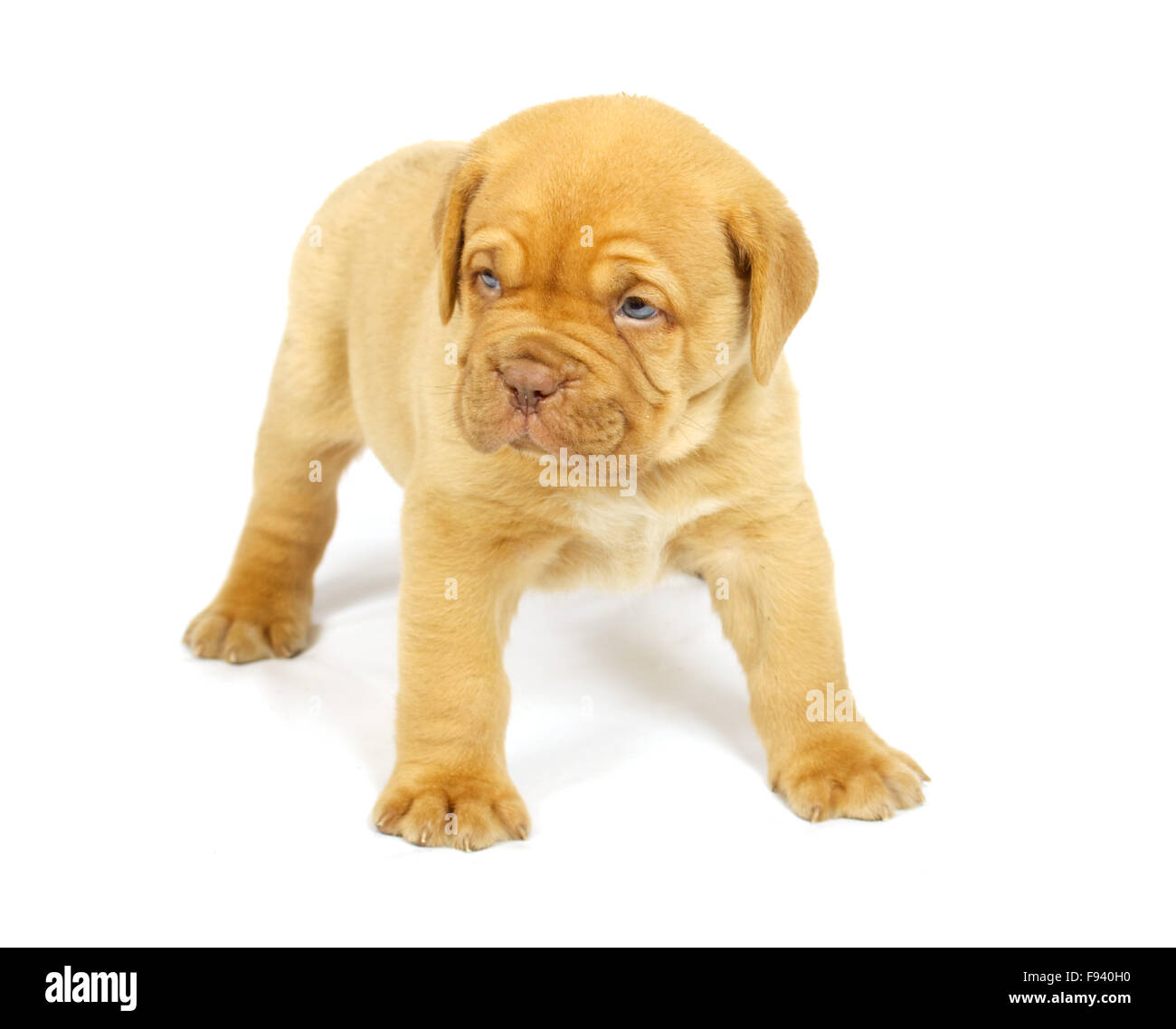 Bordeaux dog puppy on the white background Stock Photo - Alamy