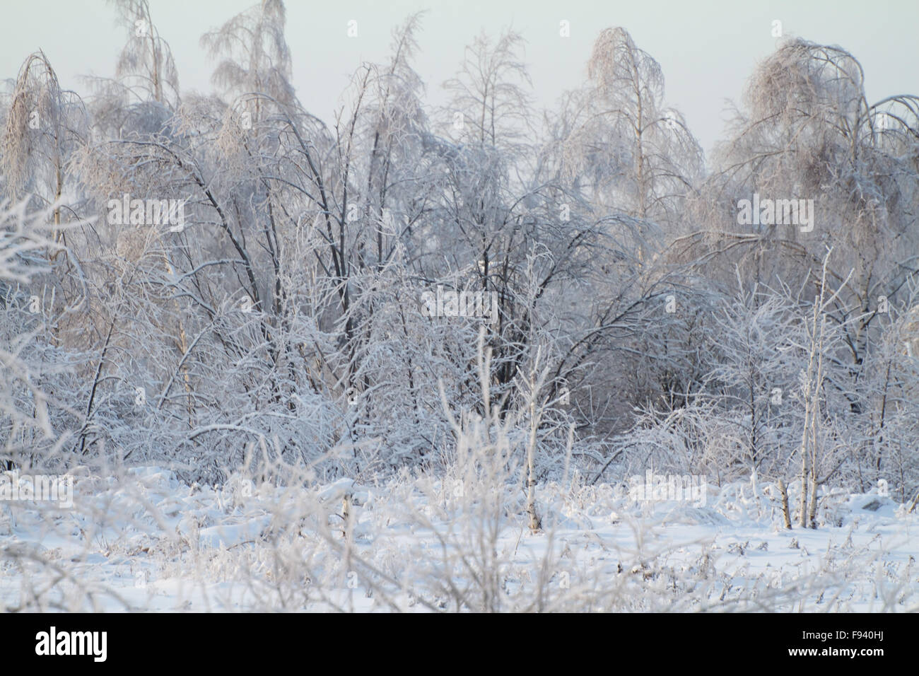 beautiful winter forest in Russia Stock Photo - Alamy