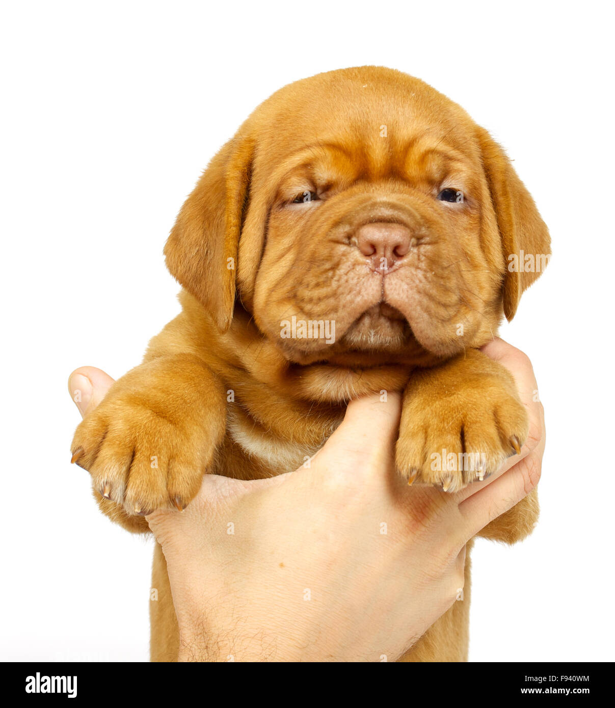 Bordeaux dog puppy on the white background Stock Photo - Alamy
