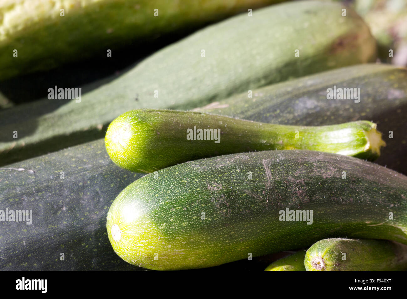 Fresh zucchini, isolated on white Stock Photo - Alamy