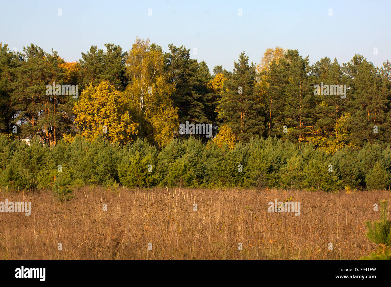 Beautiful landscape. Field and edge of forest Russia Stock Photo - Alamy