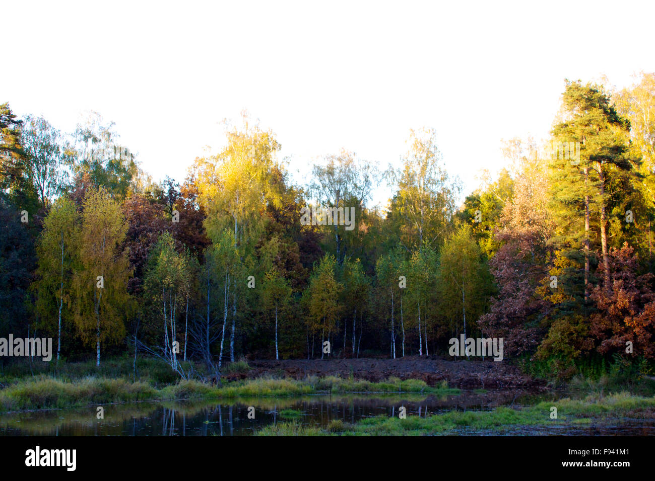 Beautiful landscape. Field and edge of forest Russia Stock Photo - Alamy
