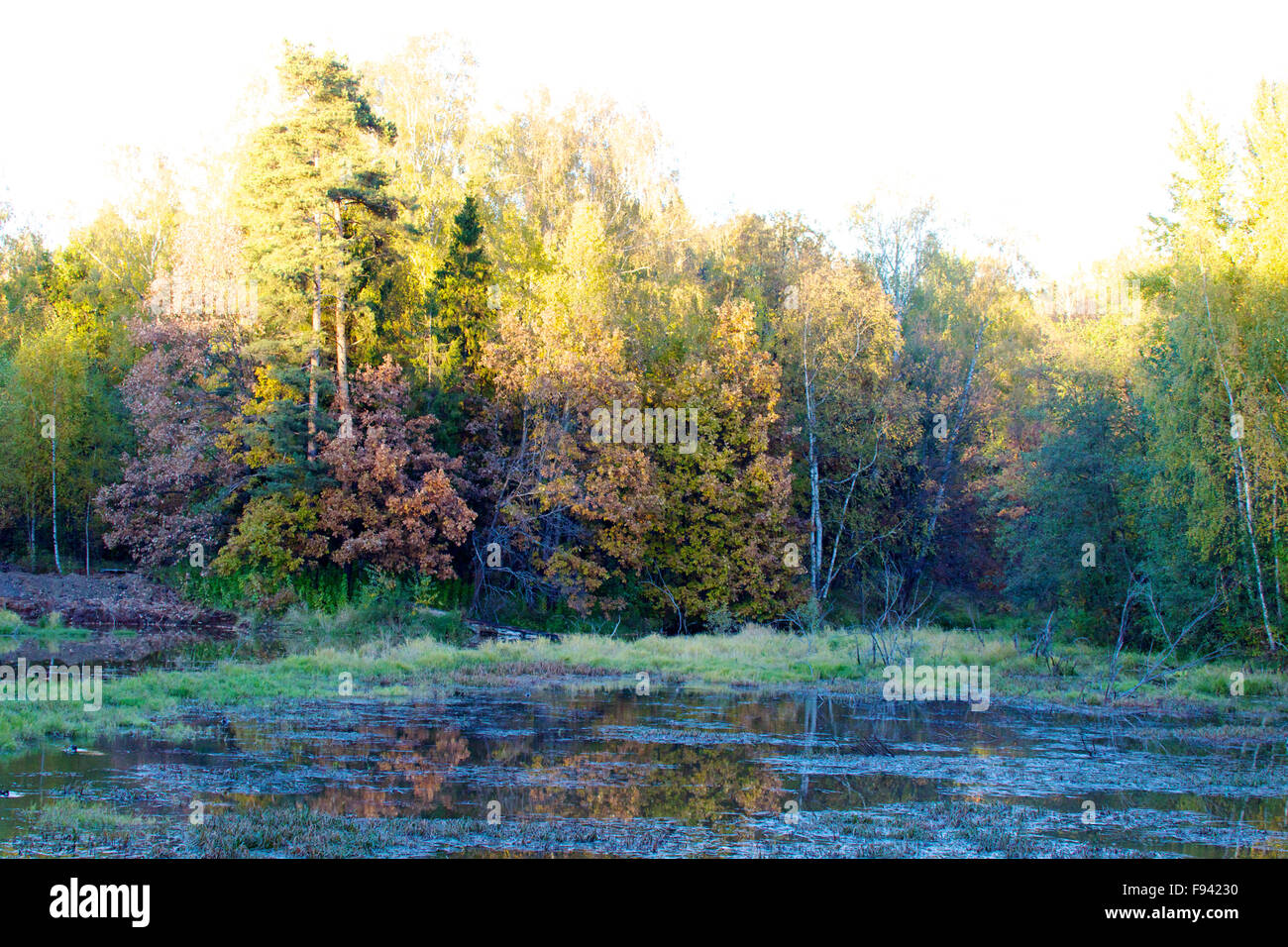 Beautiful landscape. Field and edge of forest Russia Stock Photo - Alamy