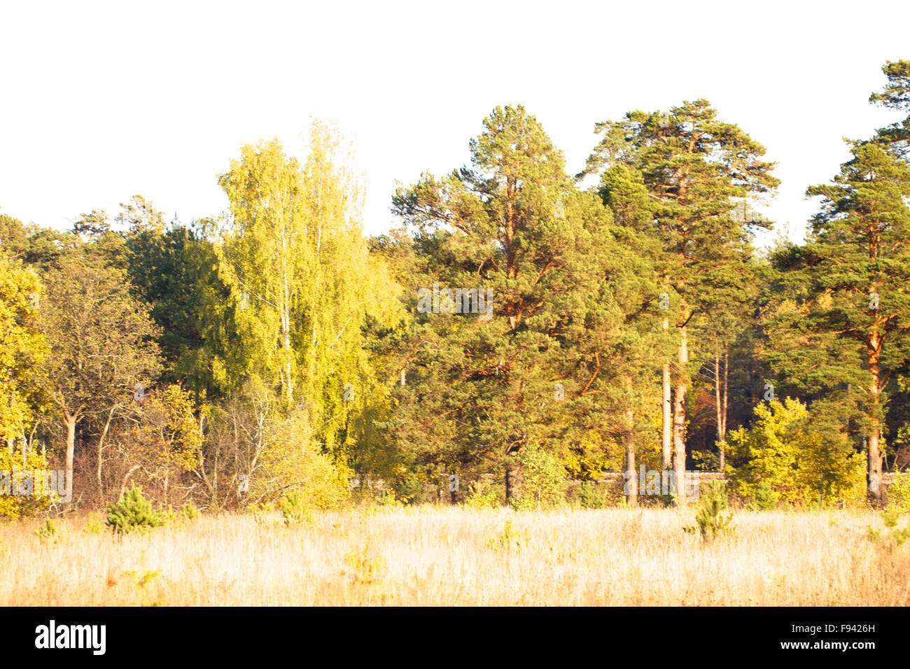 Beautiful landscape. Field and edge of forest Russia Stock Photo - Alamy